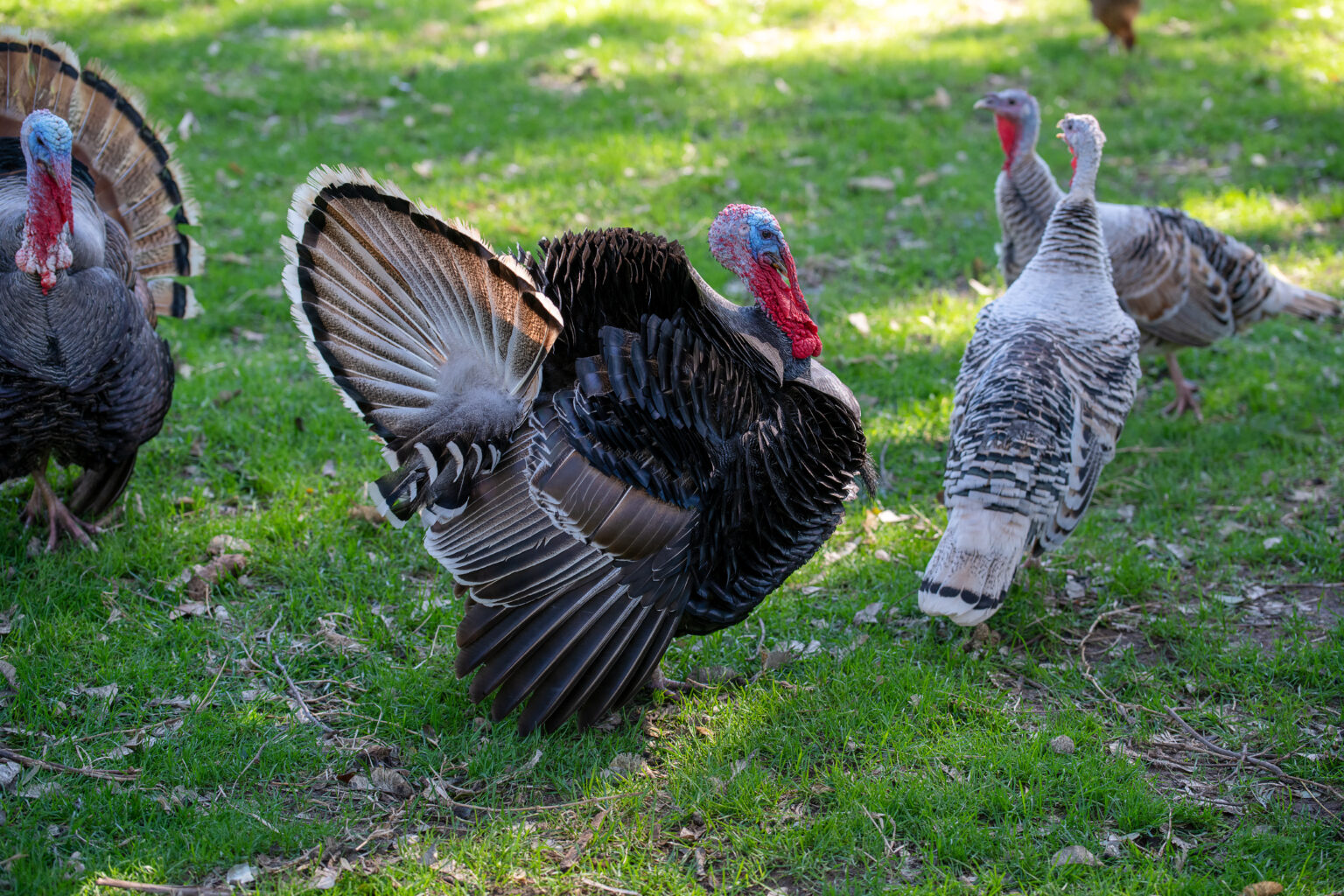 What is a Heritage Turkey and What Does Hormone-Free Mean? - Backyard ...